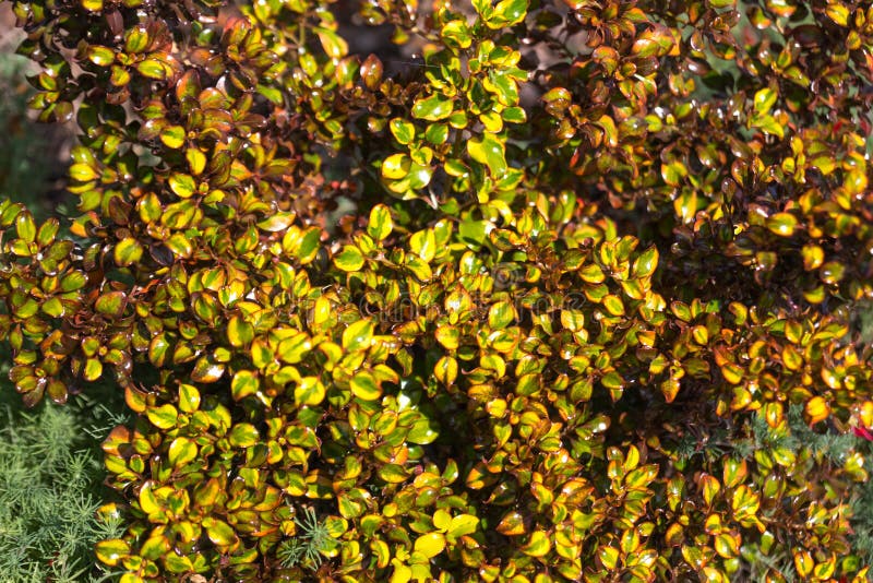 Mirror and Plant with Large Green Leaves in Pot O Stock Image - Image ...