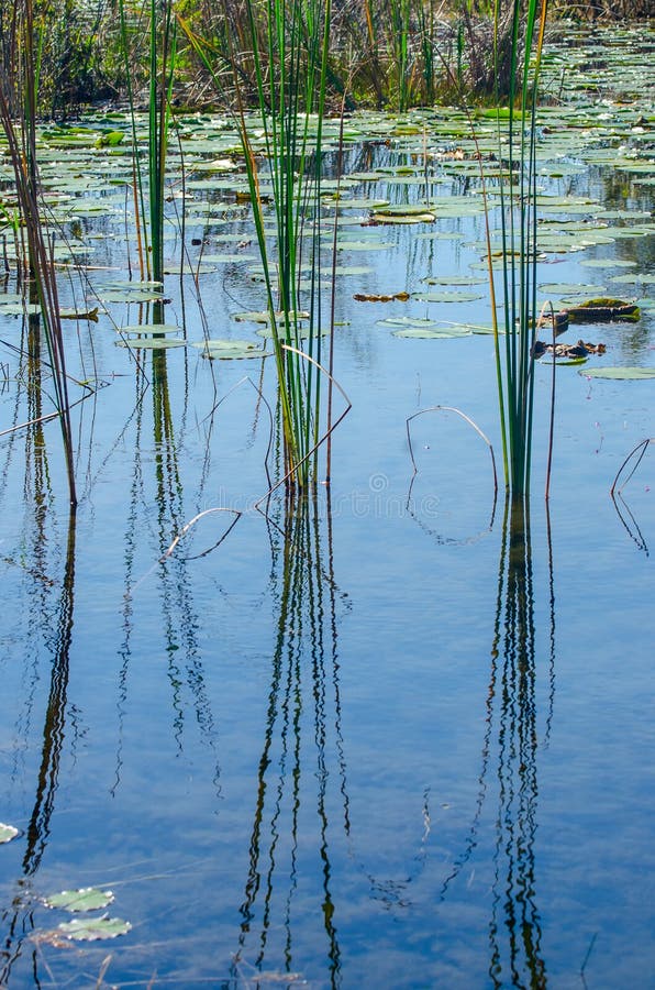 MIRROR in the POND stock image. Image of wetland, beauty - 84513863