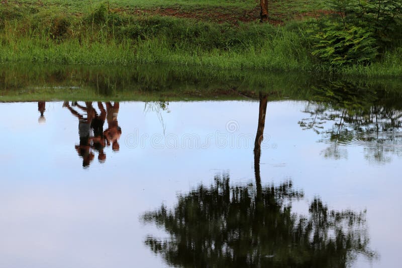 Reflection of the Water when People are Jogging in the Park. Stock ...