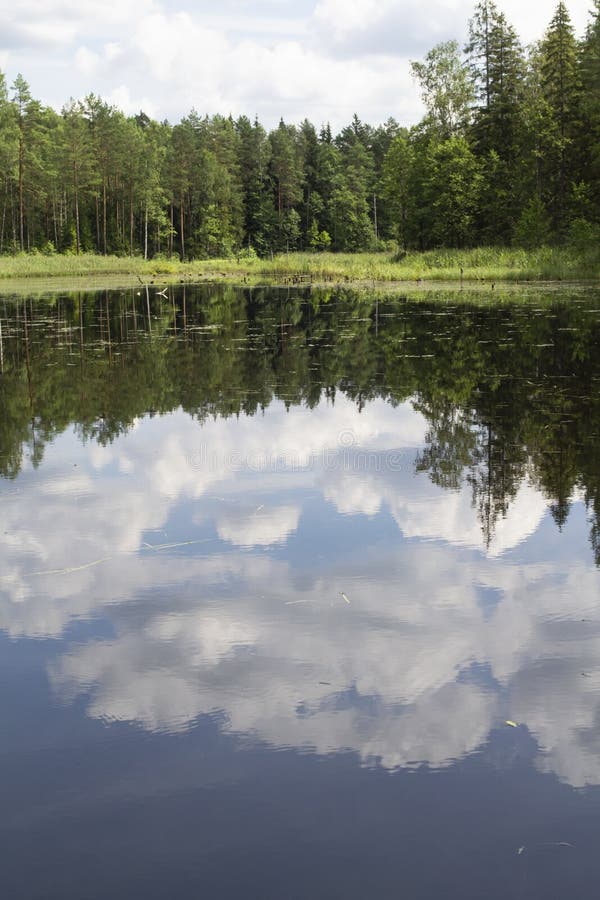 Mirror Surface of the River Water Surface in the Middle of the Forest ...