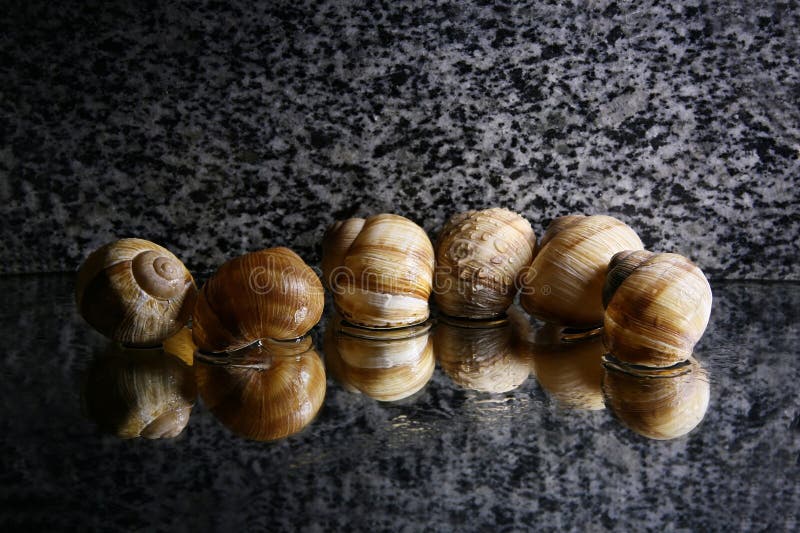 On the Mirror Surface, Wet Shells are Laid Out in a Horizontal Row ...