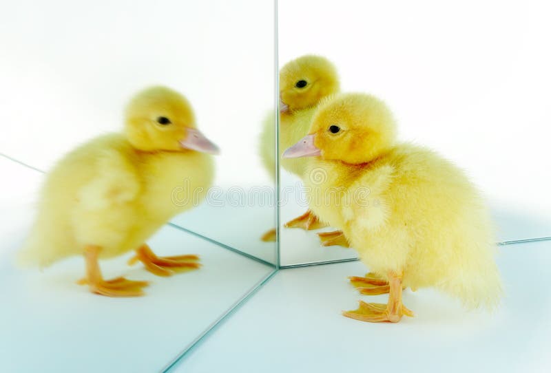 Mirror surprise stock photo. Image of innocent, fuzzy - 18121316