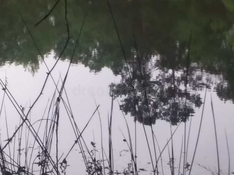 Mirror Trees Water Grass Pinecone Stock Image - Image of grass, trees ...