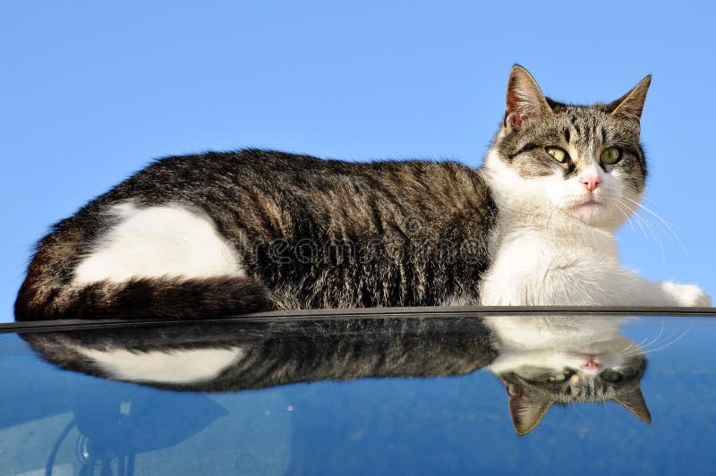 Mirrored cat stock photo. Image of windshield, calendar - 22662068