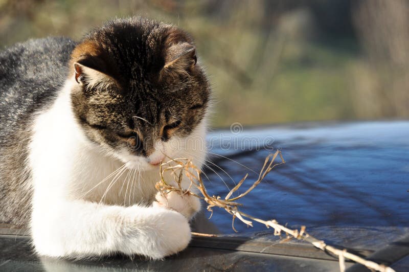 Mirrored cat stock image. Image of kitten, cats, paws - 22662195