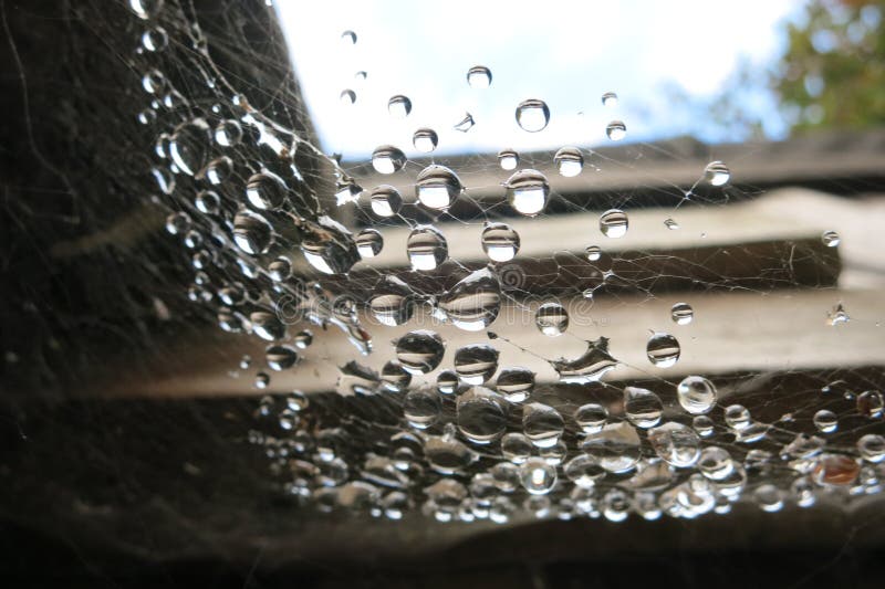 Mirrored dewdrops stock photo. Image of strewn, thread - 61598300