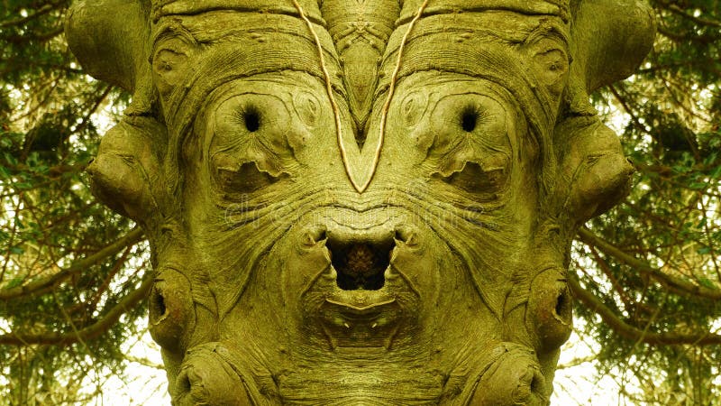 Mirror Image of an Old Holly Tree Trunk. Stock Image - Image of happy ...