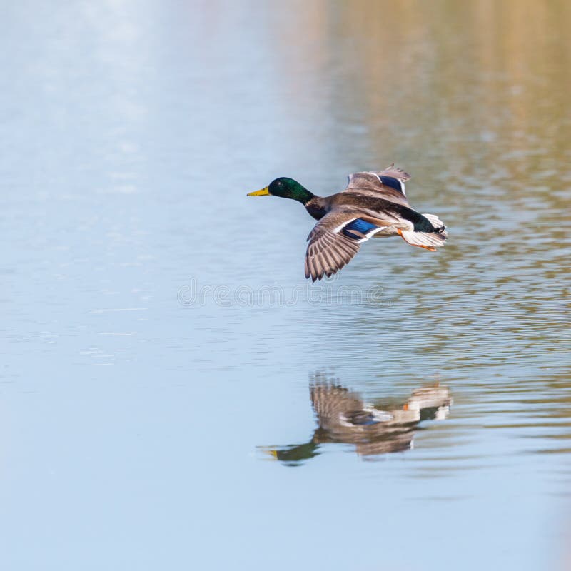 Mirrored Mallard Duck Anas Platyrhynchos in Flight Over Water Stock ...