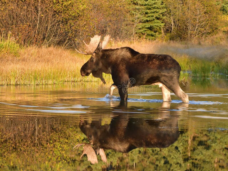 Mirrored Moose Stock Photos - Free & Royalty-Free Stock Photos from ...