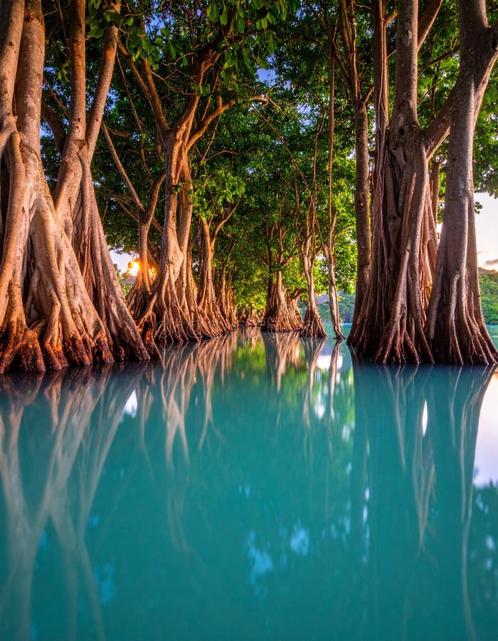 A Mirrored Reflection of Mauritian Banyan Trees in a Still Turquoise ...