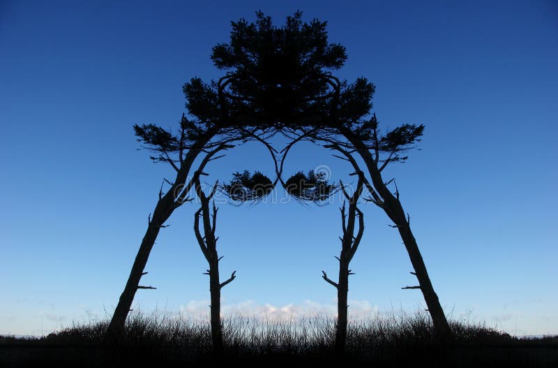 Mirrored Tree Picture. Image: 1497635