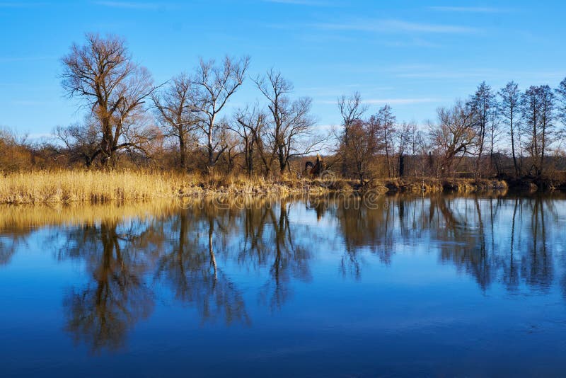 Mirrored trees stock image. Image of nature, forest, terrain - 65069701