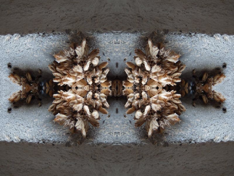Mirrored Visualisation of Delicate Decorative Object Made from Dried ...