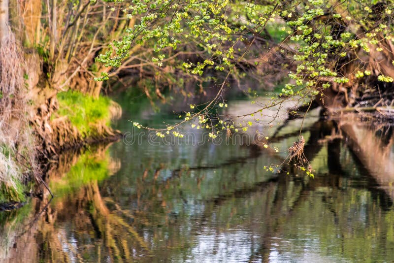 Mirroring on the surface stock photo. Image of nature - 91584622