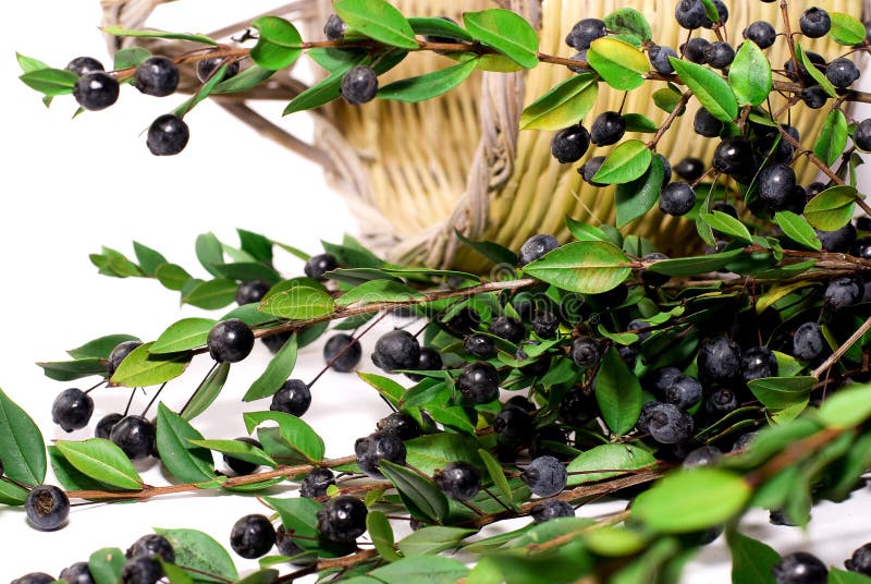 7,376 Mirt Zdjęcia - Bezpłatne i z licenncją Royalty-Free Zdjęcia od ...