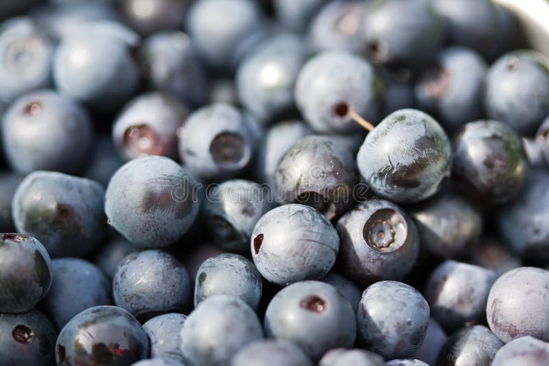 Mirtilli fotografia stock. Immagine di chiusura, stare - 11275646