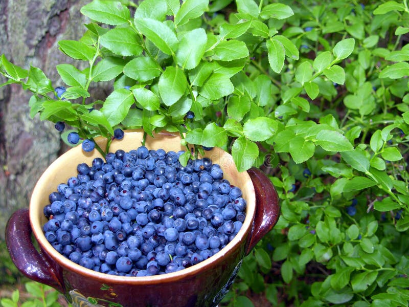Mirtilli fotografia stock. Immagine di gioia, mirtilli - 14277352