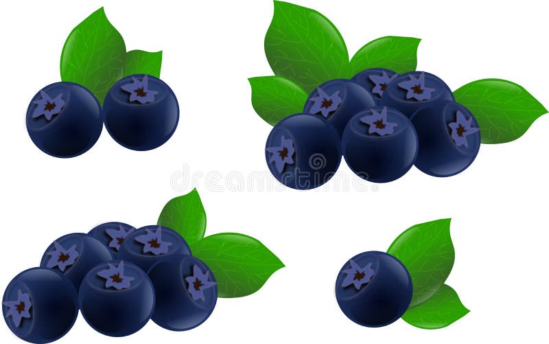 Mirtilli Illustrazioni, Vettoriali E Clipart Stock – (11,153 ...