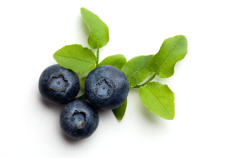Mirtilli fotografia stock. Immagine di antiossidante, mirtilli - 5649296