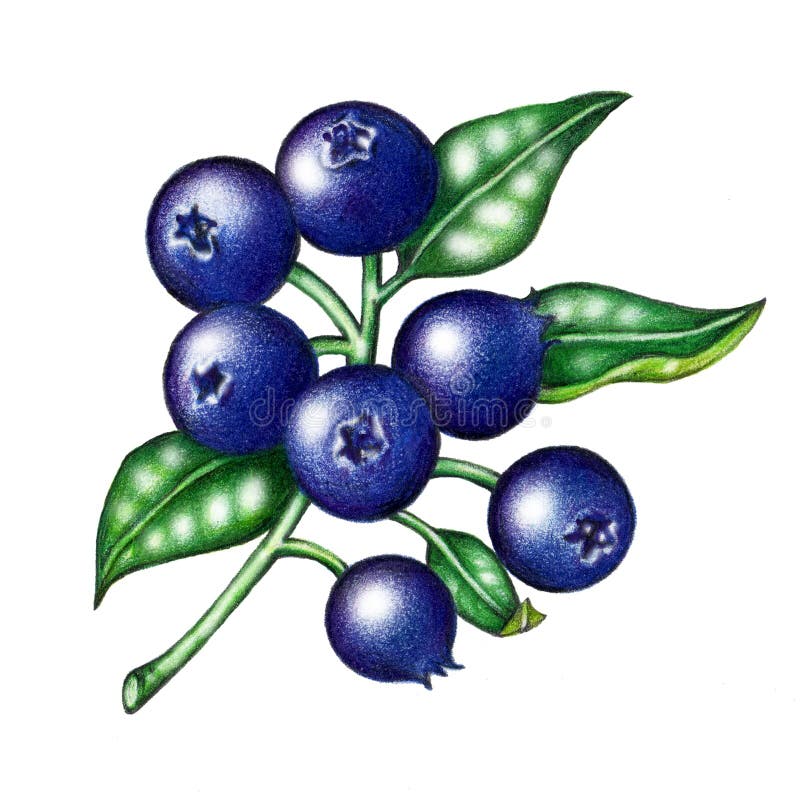 Insieme Di Vari Mirtilli Stilizzati Illustrazione Vettoriale ...