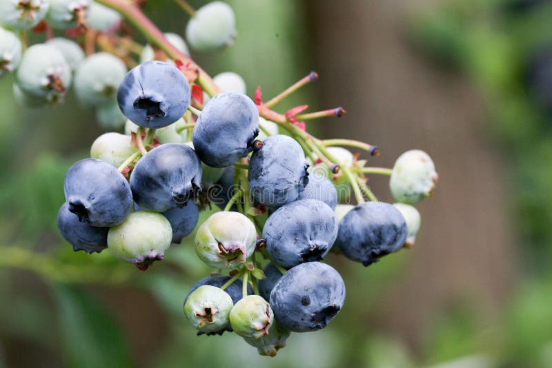 Mirtilli immagine stock. Immagine di mirtilli, raccolto - 8688213