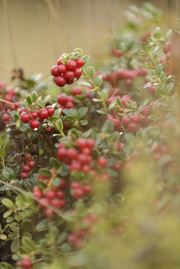 Mirtilli Rossi Sul Cespuglio Immagine Stock - Immagine di mazzo, maturo ...