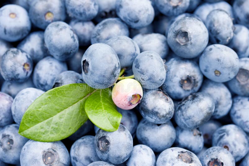 Mirtillo fotografia stock. Immagine di sano, alimento - 4384340