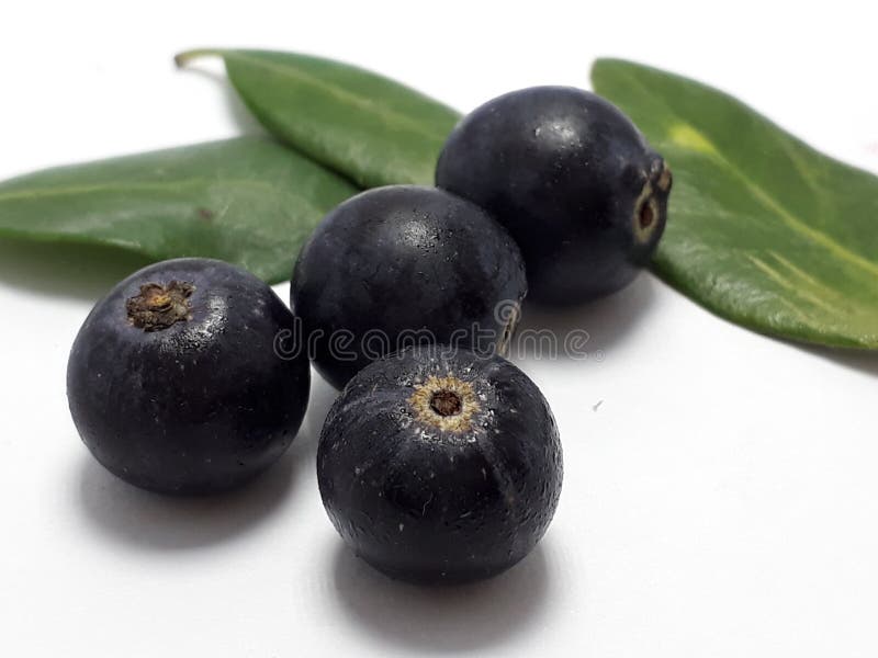 Mirtilos imagem de stock. Imagem de fruta, exterior - 117048645