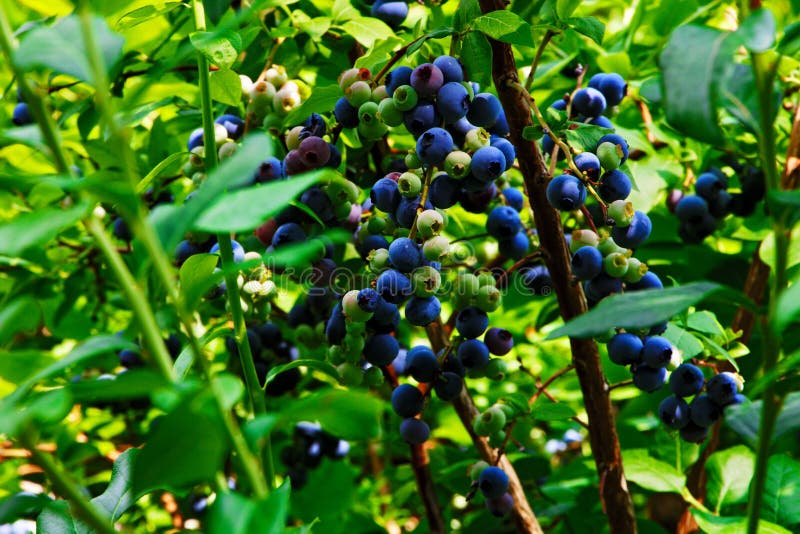 Mirtilos foto de stock. Imagem de nave, fresco, fruta - 44612830