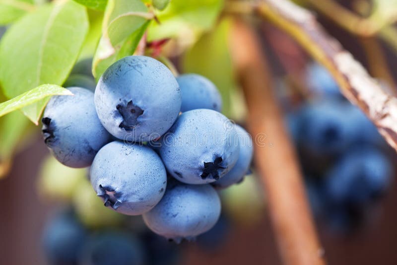 Mirtilos em um arbusto. foto de stock. Imagem de baga - 35372258