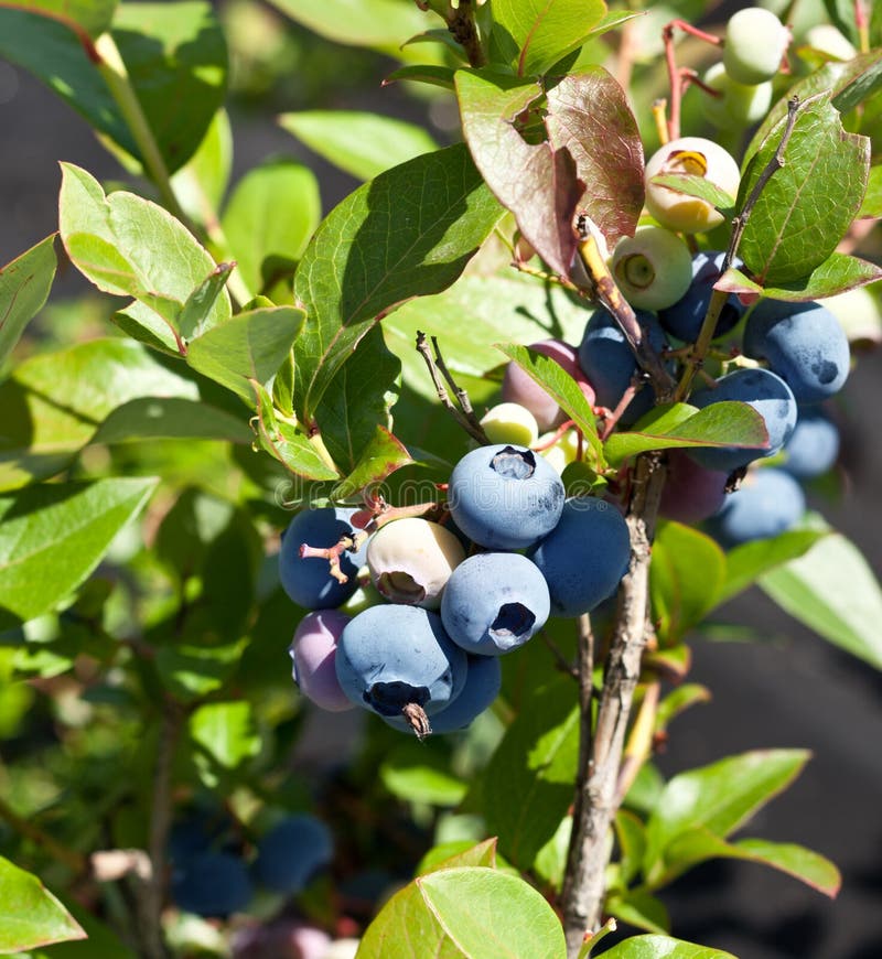 Mirtilos em um arbusto imagem de stock. Imagem de azul - 57652267