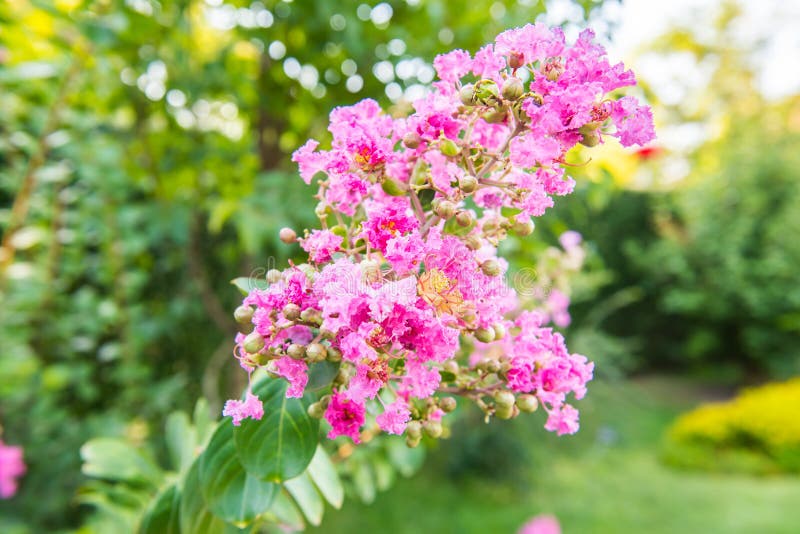 Arbol De Jupiter Indica Del Lagerstroemia, Mirto De Crespón Foto de ...