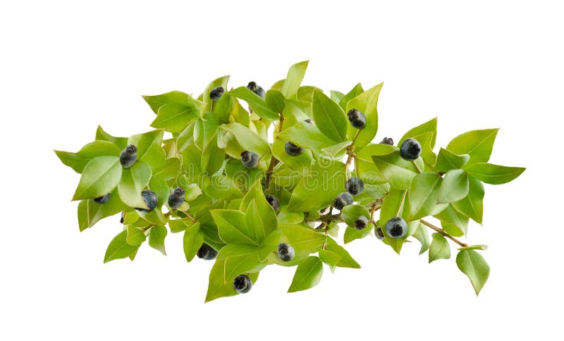 Mirto stock photo. Image of herbal, decoration, green - 34778606
