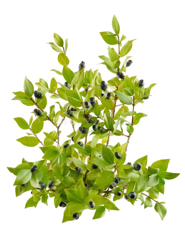 Mirto stock photo. Image of berry, nature, herbal, background - 34778624