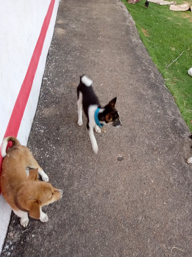 Mis Perros De Casa Muy Buenos Y Buenos Foto de archivo - Imagen de ...