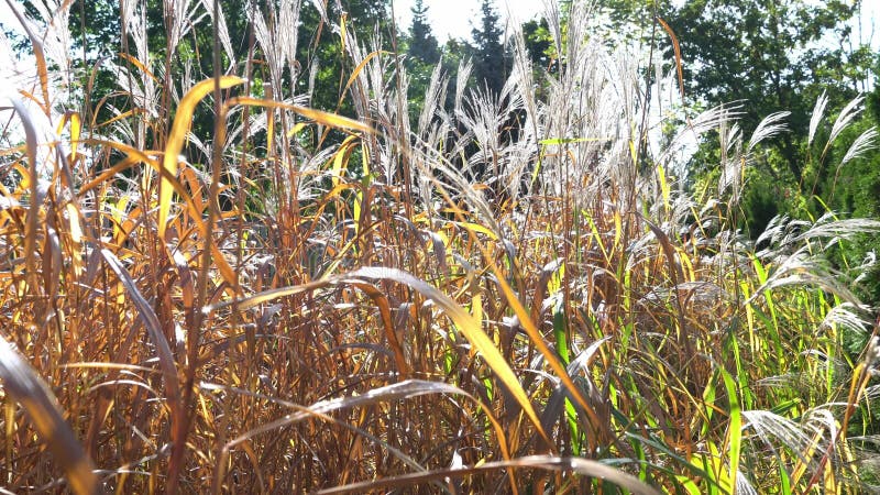 Miscanthus is a Beautiful Plant Stock Video - Video of fall, season ...