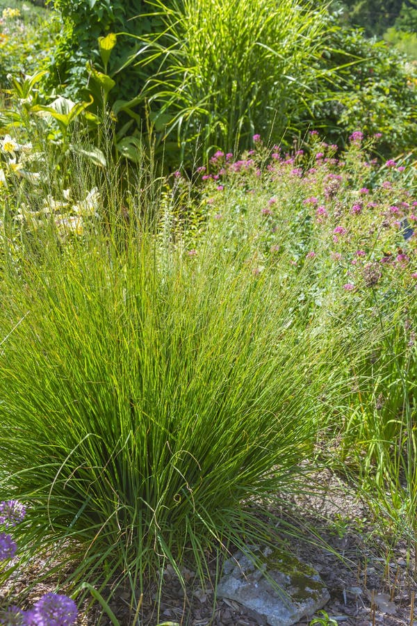 Miscanthus Millet, Decorative Garden Grass Stock Image - Image of lawn ...