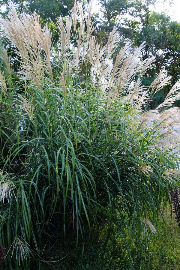 Miscanthus Sinensis Chino Se Utiliza En Paisajes Imagen de archivo ...
