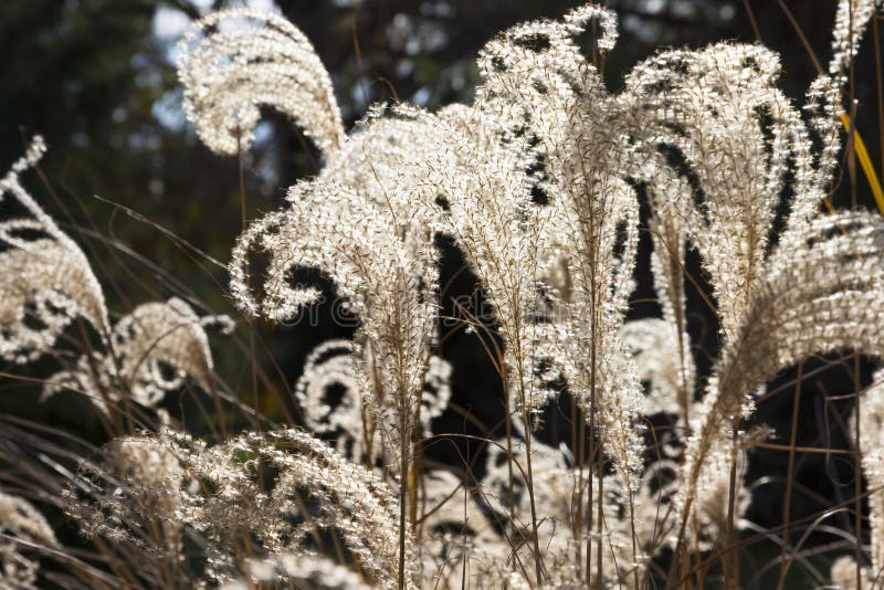 Miscanthus Sinensis in Early Spring Close-ap. Chinese Silver Grass R ...
