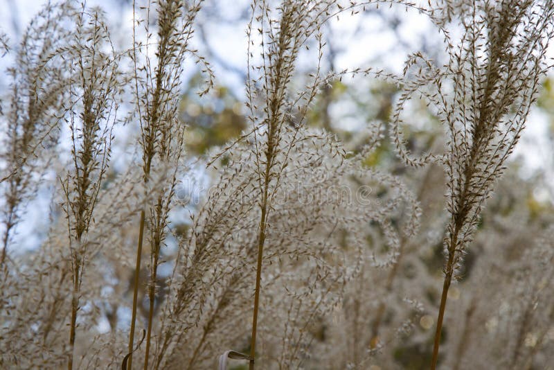 Miscanthus Sinensis in Early Spring Close-ap. Chinese Silver Grass R ...