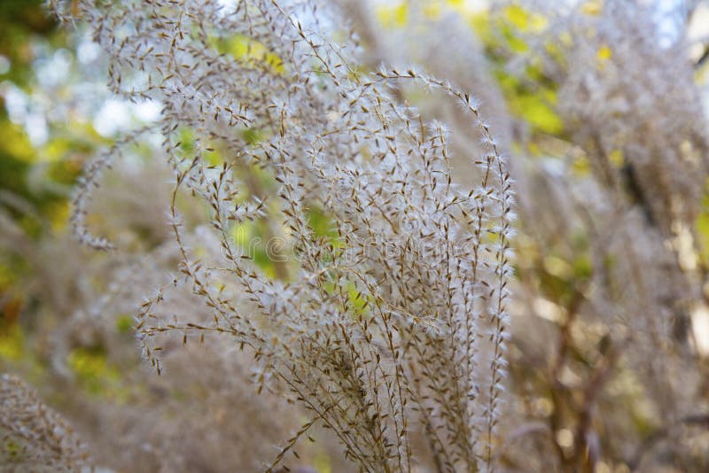 Miscanthus Sinensis in Early Spring Close-ap. Chinese Silver Grass R ...