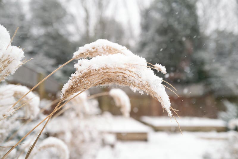 Miscanthus Red Chief Stock Photos - Free & Royalty-Free Stock Photos ...