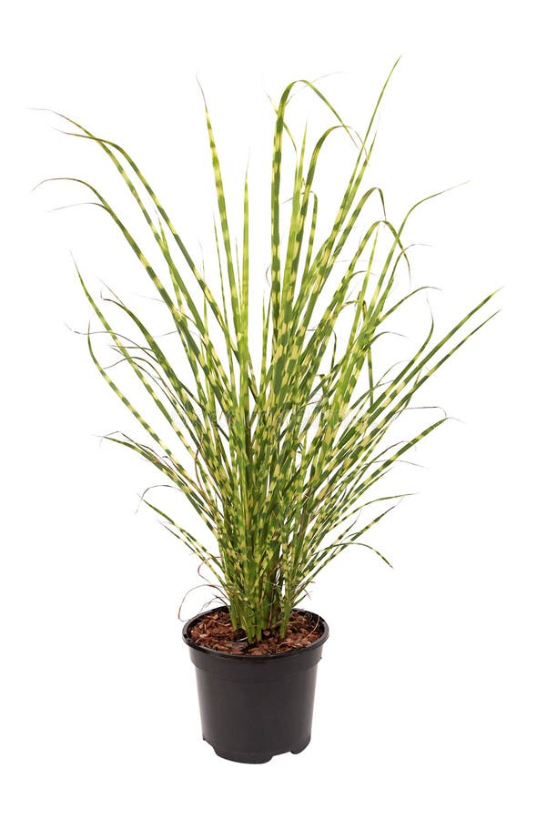 Miscanthus Sinensis Zebrinus in Pot Stock Image - Image of spring ...