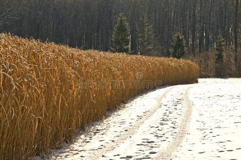 Miscanthus,switch Grass in Winter Stock Image - Image of combustible ...