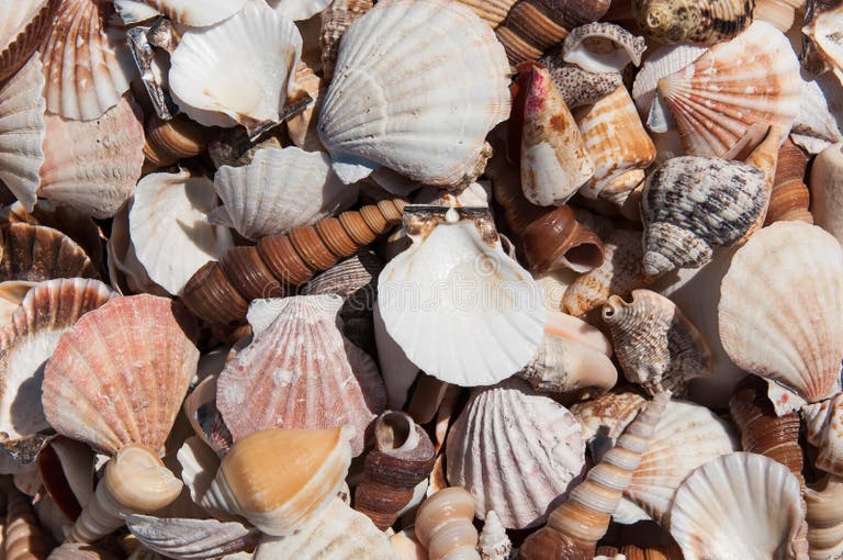 Miscellaneous Sea Shells Distressed Texture Stock Photo - Image of ...