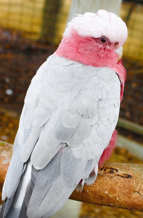 Gallah Stock Photos - Free & Royalty-Free Stock Photos from Dreamstime