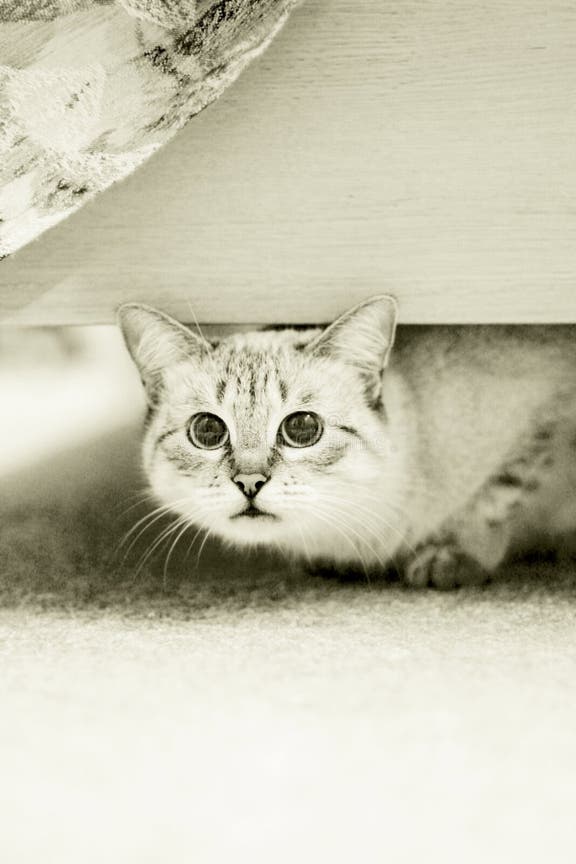 Mischief cat stock photo. Image of face, sepia, mischief - 3559646