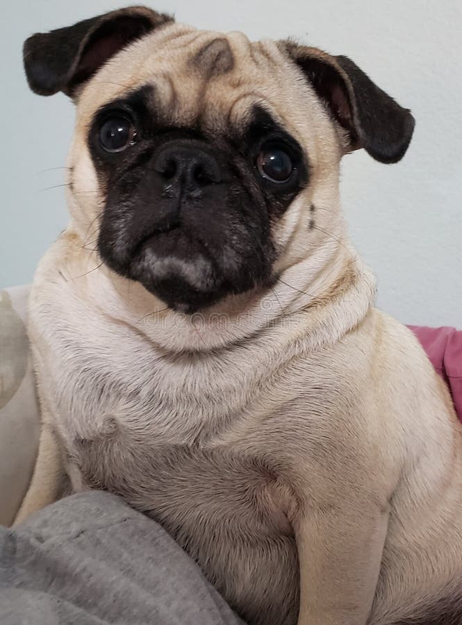 Mischievous Female Pug Stock Photos - Free & Royalty-Free Stock Photos ...