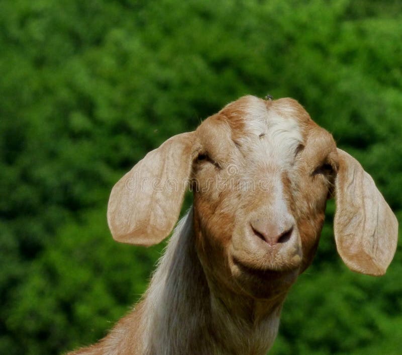 Mischievous Goat stock photo. Image of animals - 99603370