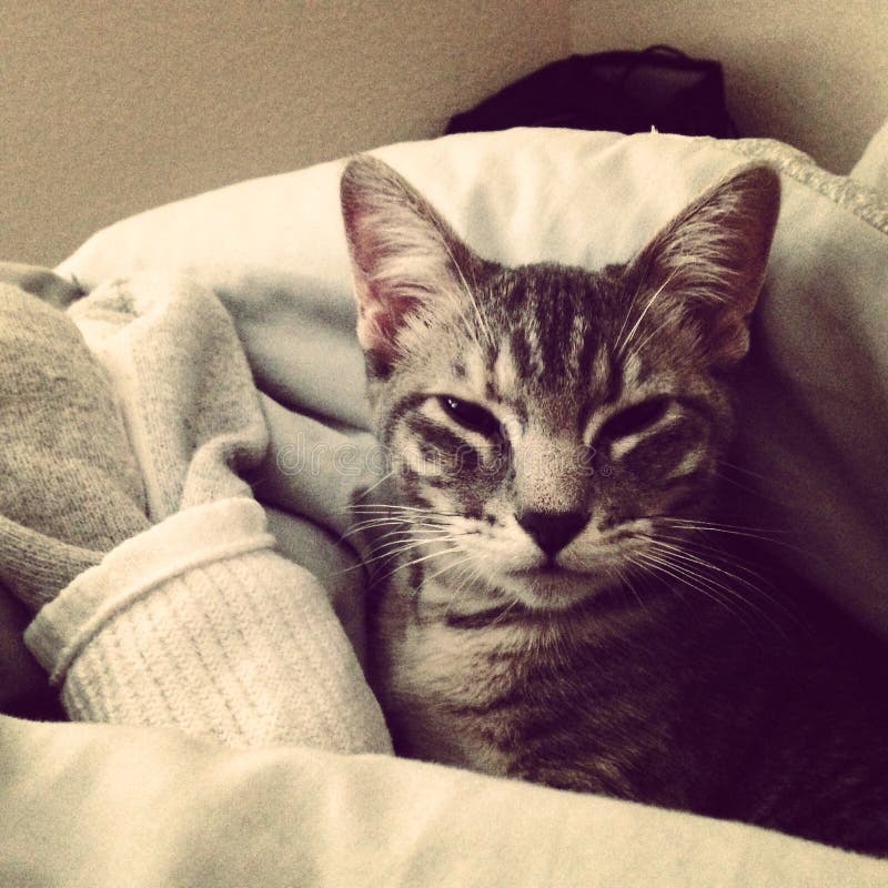 Mischievous kitty stock photo. Image of mischievous, morning - 44961216